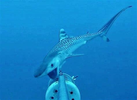 Tiger Sharks May Be Breeding Around Cocos X Ray Mag