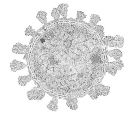 D Model Scientifically Corona Virus TurboSquid