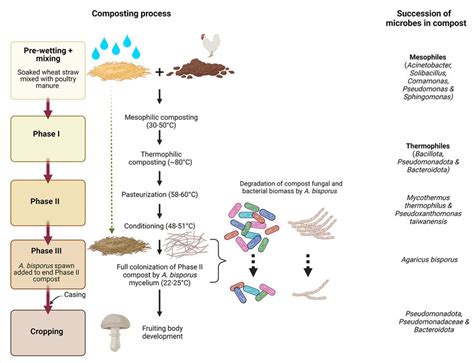 Overview Of Compost Preparation For A Bisporus Cultivation And The