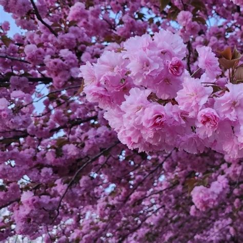 Honeylicious Youtube