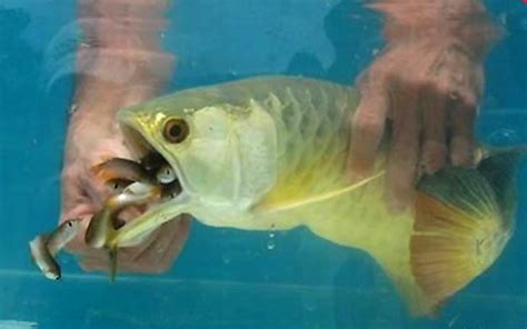 Nature Lover Asian Arowana