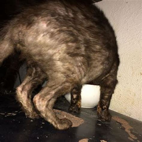 How To Treat Feral Cats For Mange At Donald Altman Blog