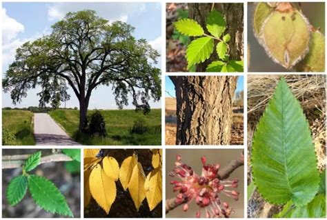 16 Different Types Of Elm Trees And Their Identifying Features