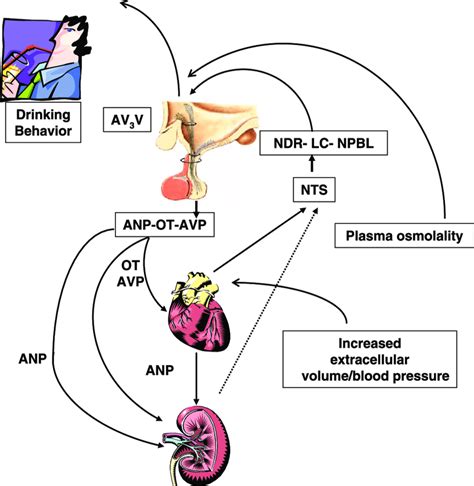 Hormone Anp NguyỄn Quang HƯng Blog