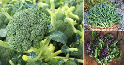 30 Types Of Broccoli Varieties Best Broccoli Variety To Grow