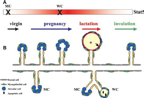 Stat5 Controls Proliferation Differentiation And Survival Of Mammary