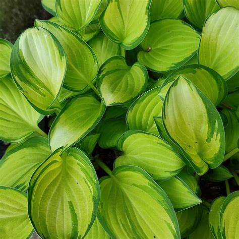 40 Popular Types Of Hosta Pictorial Guide
