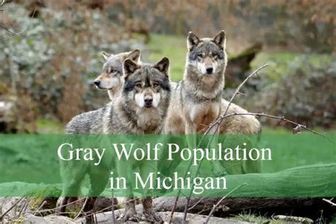 Discovering The Gray Wolf Population In Michigan