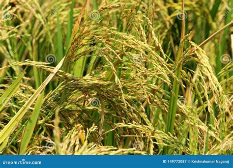 Rice Plant Harvest