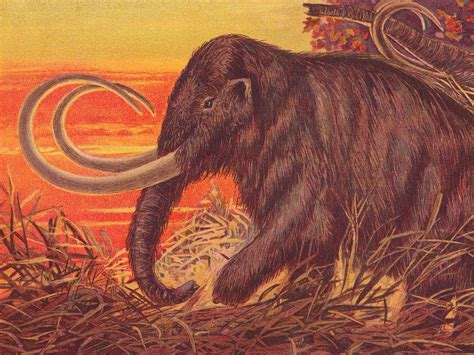 El Mamut Lanudo Ha Vuelto ¿deberíamos Comerlos
