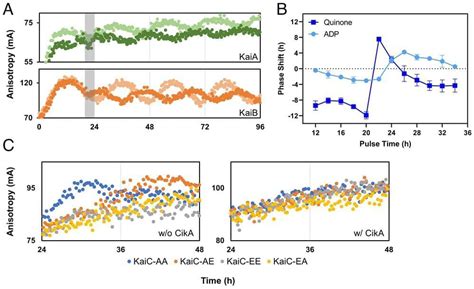 Synchronization Of The Circadian Clock To The Environment Tracked In Real Time Lifeboat News