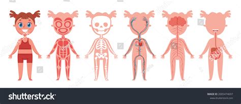 Girl Body Systems Human Anatomy Skeleton Stock Vector Royalty Free