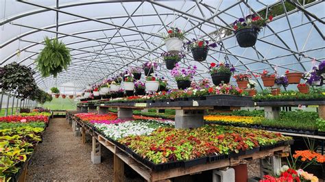 The Greenhouse Mum And The Greenhouse Mum And Pumpkin Patch