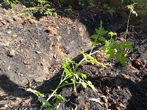 နေအိမ်ဝိုင်းခြံများ၌ ဟင်းသီးဟင်းရွက်ပင်များ စိုက်ပျိုးထားခြင်းဖြင့