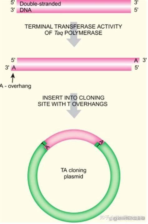 什么是限制性内切酶？ 知乎