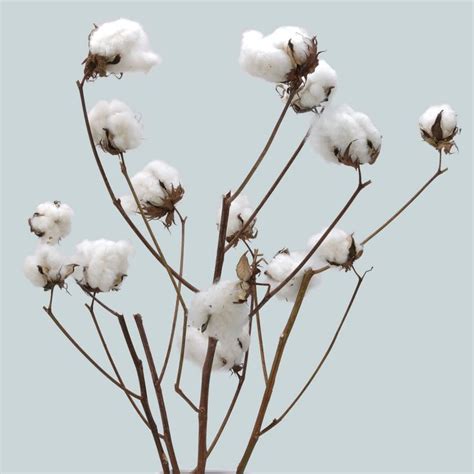 Cotton Lovedefault Title Cotton