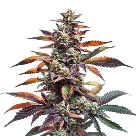 Alien Rock Candy Feminised Seeds Greybeard Seeds