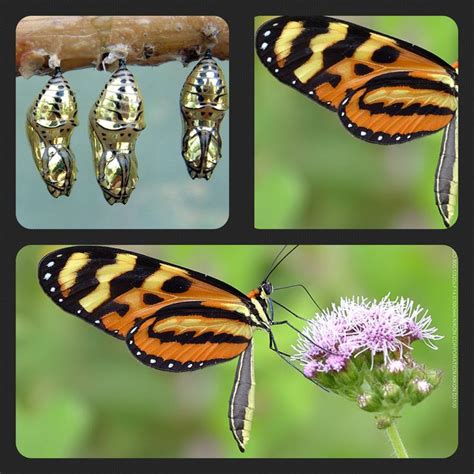 Kingdom Animalia Phylum Arthropoda Class Insecta Order Lepidoptera