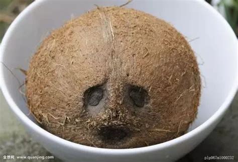 椰子孔在哪个位置椰子在哪里最容易打孔新鲜第8页大山谷图库