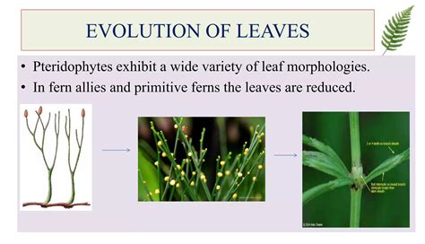 Sporophytic Evolution Of Pteridophytes Pptx