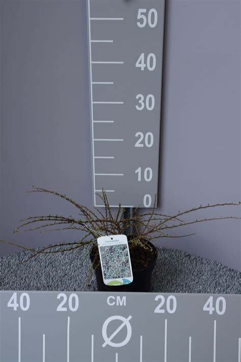 Cotoneaster Atropurpureus Variegatus Goedkopeolijfbomennl