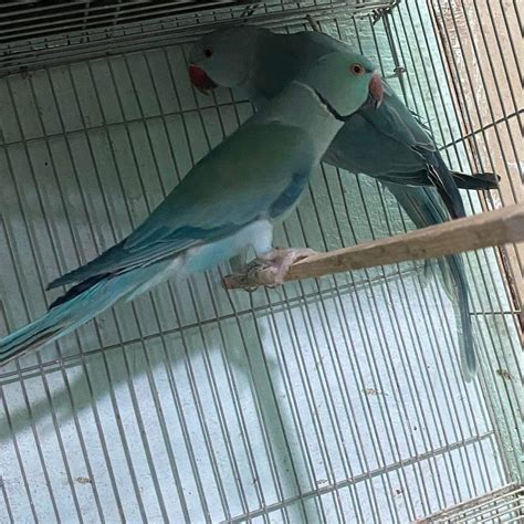 بغبغانات مصر