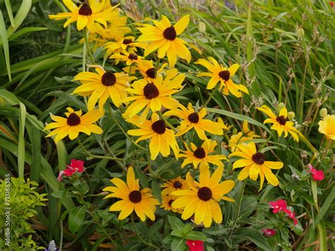 Rudbeckia Fulgida Or Lazy Eyed Susan Flowers In A Flowerbed Stock
