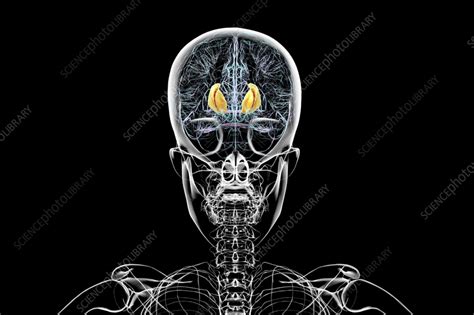 Internal Capsule In Human Brain Illustration Stock Image F0439884 Science Photo Library