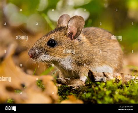 What Is A Mouse Natural Habitat At Marcelene Grant Blog
