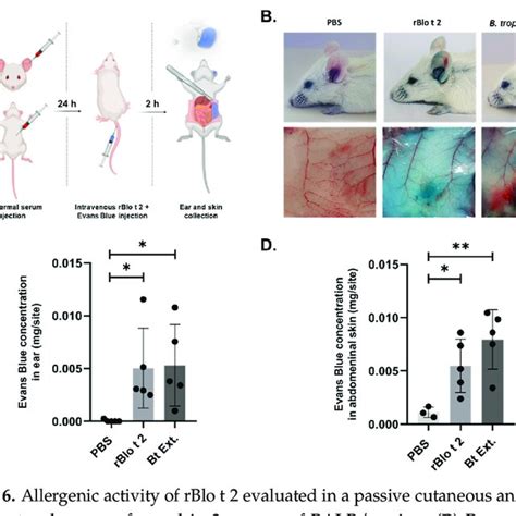 Allergenic Activity Of Rblo T 2 Evaluated In A Passive Cutaneous