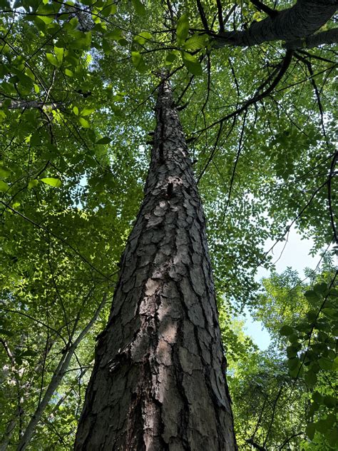 Shortleaf Pine Arlington Outdoor Lab