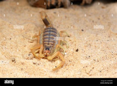 Deathstalker Scorpion Sahara Desert