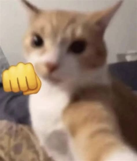 Cute Cat Emojis And Reaction Pics Anime Outfits Cat Memes Funny Cats
