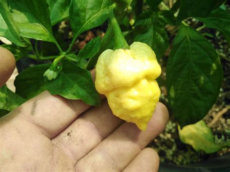 White Moruga Chilli Seeds White Moruga Pepper Seeds Red Dragon Seeds