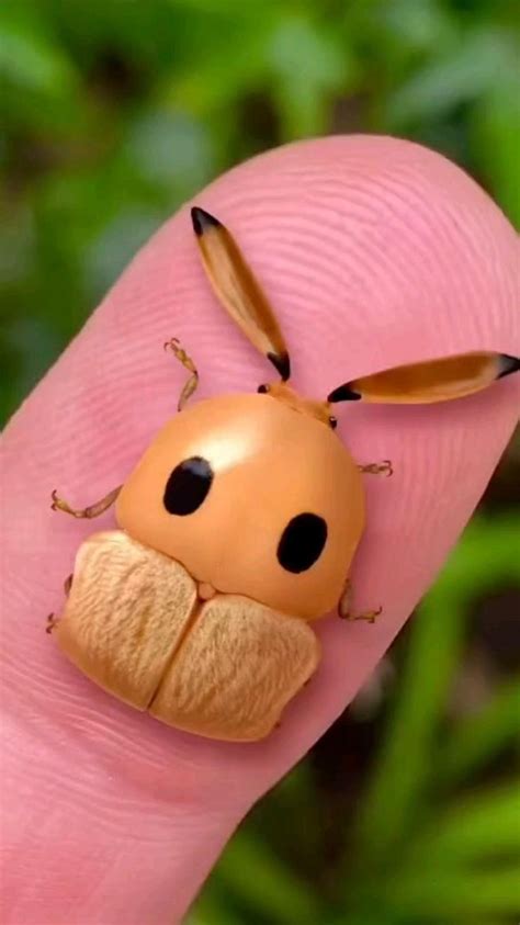 Adorable Insects Adorable Bug Cutest Beetle Cute Bugs