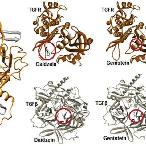 The Interaction Between Soy Isoflavones With Tgfb1 And Tgfr The Red