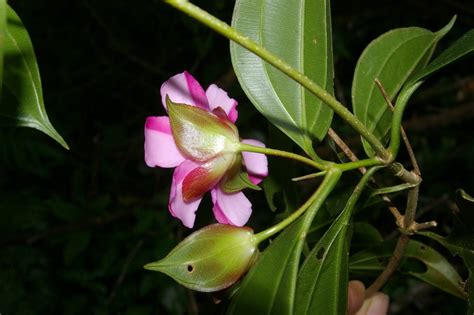 Blakea Gracilis Hemsl World Flora Pl Ntnet Identify