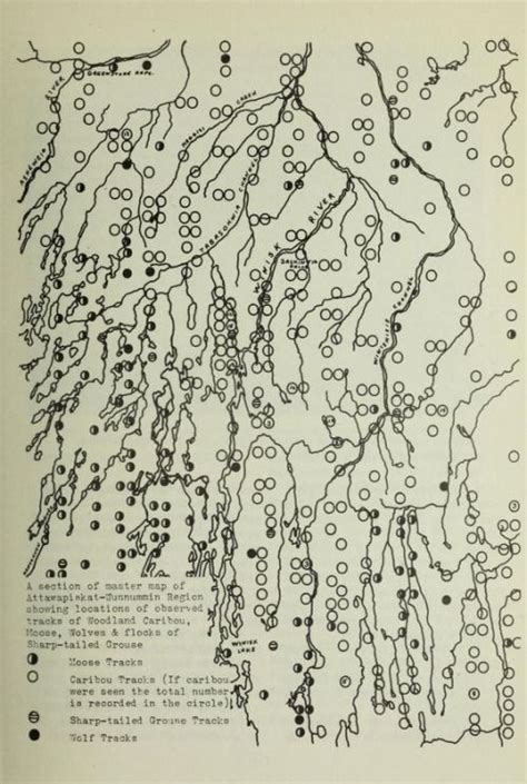 Locations Of Observed Tracks Woodland Caribou Moose Wolves