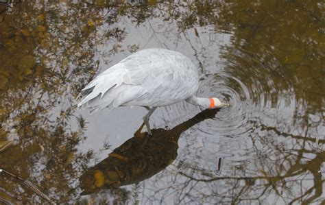 How The Brolga Got Her Dance Nerdalicious