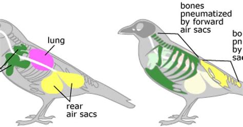 Pneumatic Bones Album On Imgur