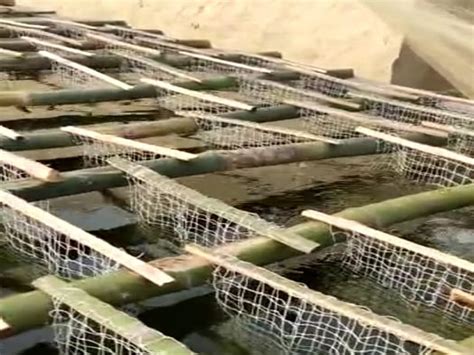 Karnals Young Farmers Success Story Update Quit Dc Rate Job Pearl Farming Farmer Ankush