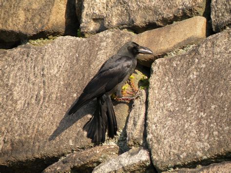 Birdinggirl Large Billed Crow Pictures From Japan