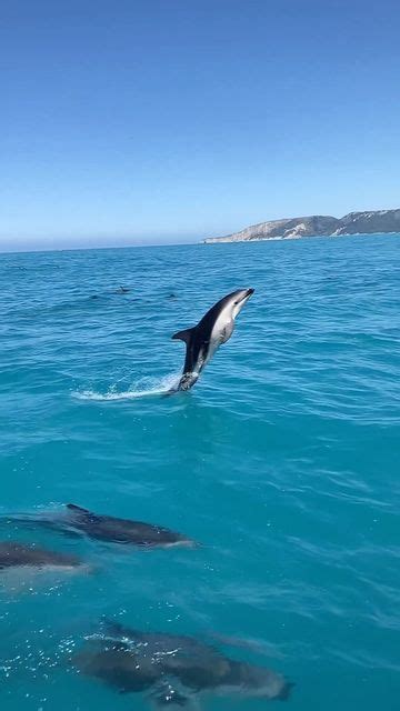 Dani Spencer On Instagram Happy Dolphin Jumps 💙🐬