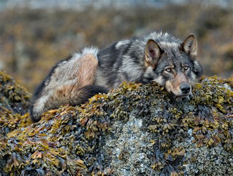 In Search Of The Elusive Sea Wolf Along Canadas Rugged Coast