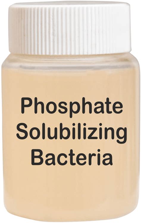 Phosphate Solubilizing Bacteria Application Agriculture At Best
