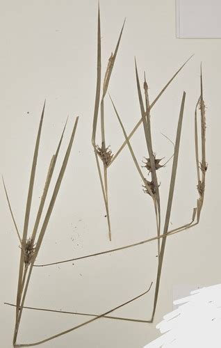 Wetlands Lab Test Flashcards Quizlet