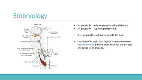 Hyperparathyroidism Imaging Metabolic Bone Diseasepptx