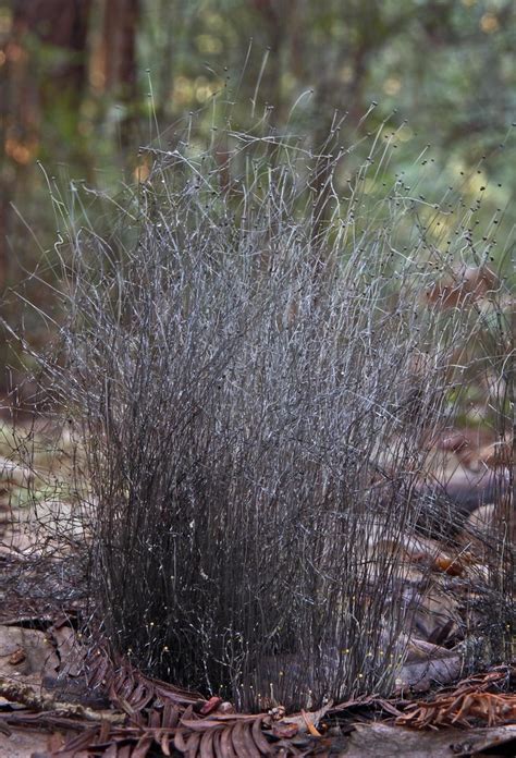 Phycomyces Blakesleeanus Phycomyces Blakesleeanus No Comm Flickr