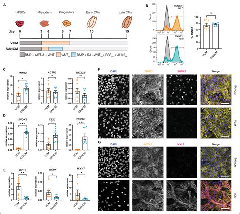 Figure 1 From A Single Cell Transcriptional Roadmap Of Human Pacemaker Cell Differentiation