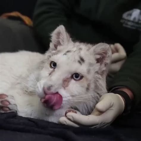 Smuggled White Tiger Cub Found In Trash Bin Outside Zoo In Greece R